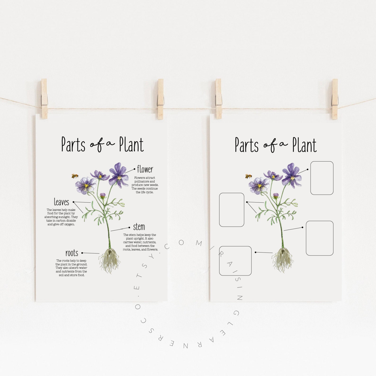 Parts of a Plant Pack Digital Download / Plant Parts Printable, Plant ...