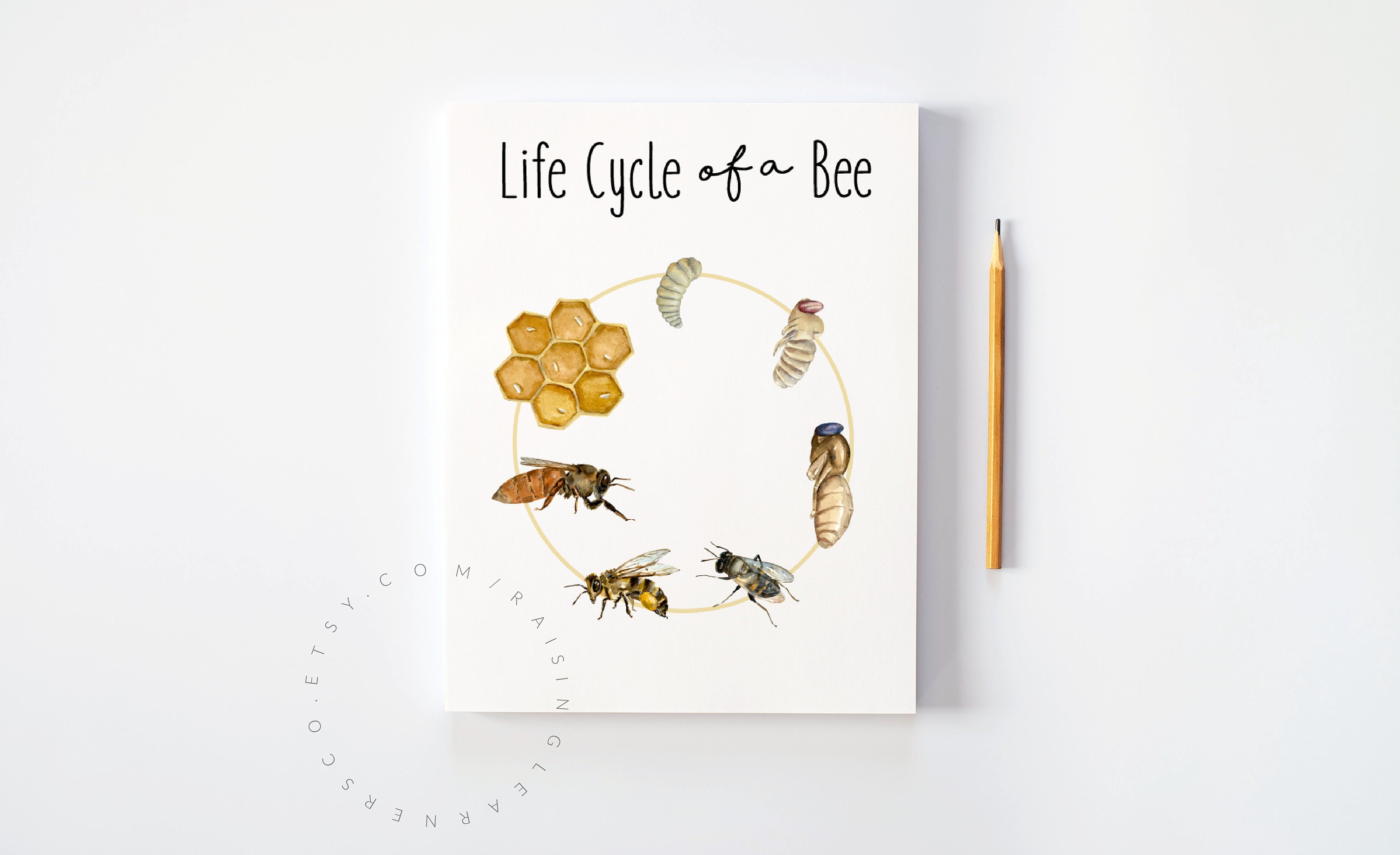 Life Cycle of a Bee Pack Digital Download / Honey Bee Life Cycle ...