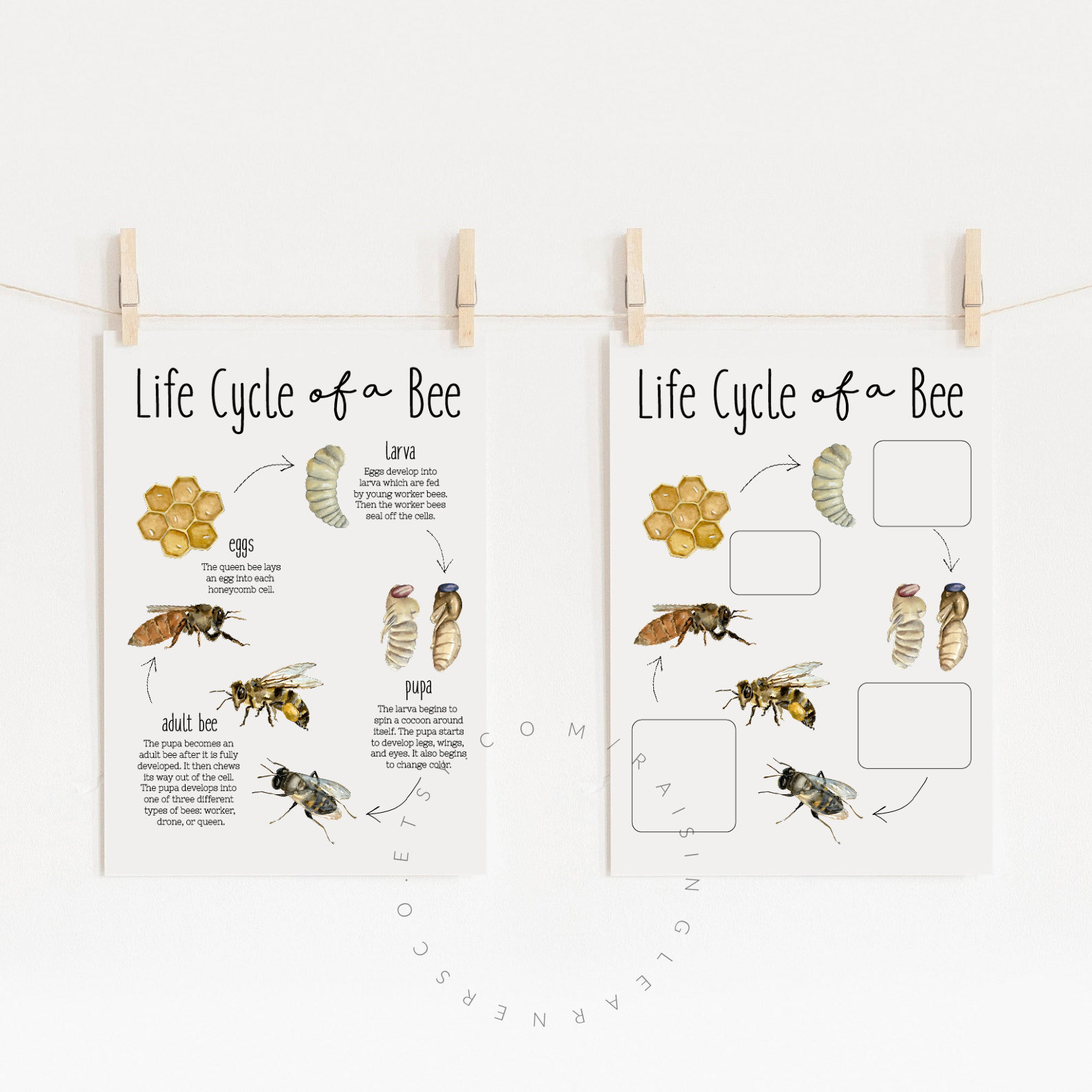 Life Cycle of a Bee Pack Digital Download / Honey Bee Life Cycle ...