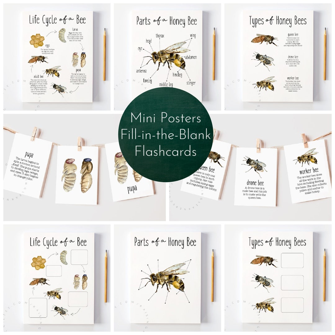 Honey Bee Bundle Digital Download / Honey Bee Life Cycle, Life Cycle of ...