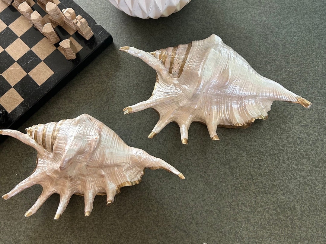 Two Small Hand Painted Gold Gilded Decorated Natural Spider Conch Shell ...
