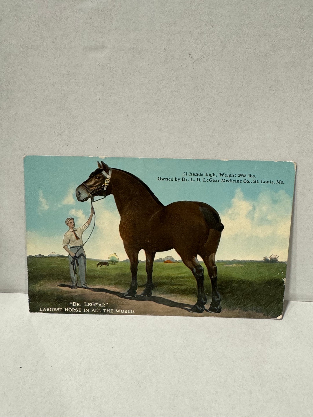 1900’s Antique Dr. Legears Stock Remedies Medicine Co. Horse "dr.legear ...