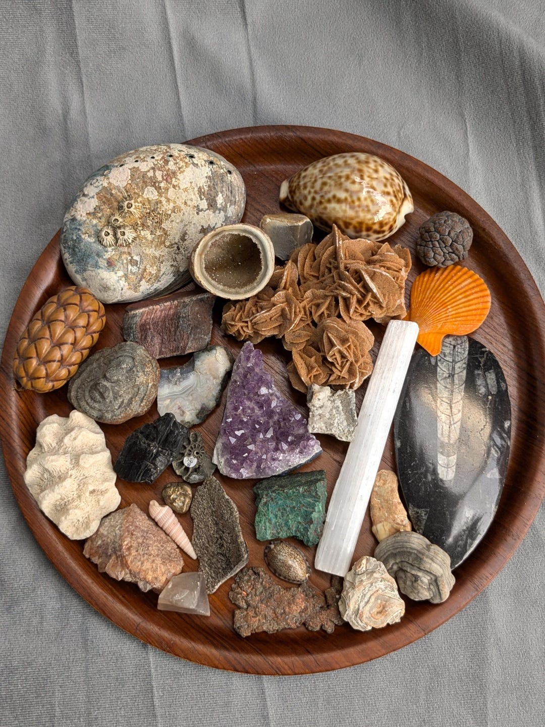 28 Piece Collection of Natural History Specimens / Cabinet of Curiosity ...