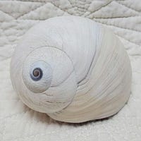 Sharks Eye Moon Snail Shells - Etsy