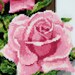 Roses 3d-cross Digital Stitch Pattern A Bouquet of Pink - Etsy