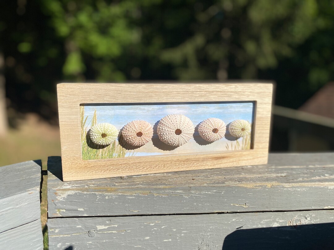 3D Sea Urchin Wall Decor Seashell Art - Etsy