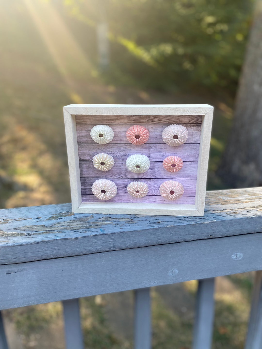 3D Sea Urchin Wall Decor Seashell Art - Etsy