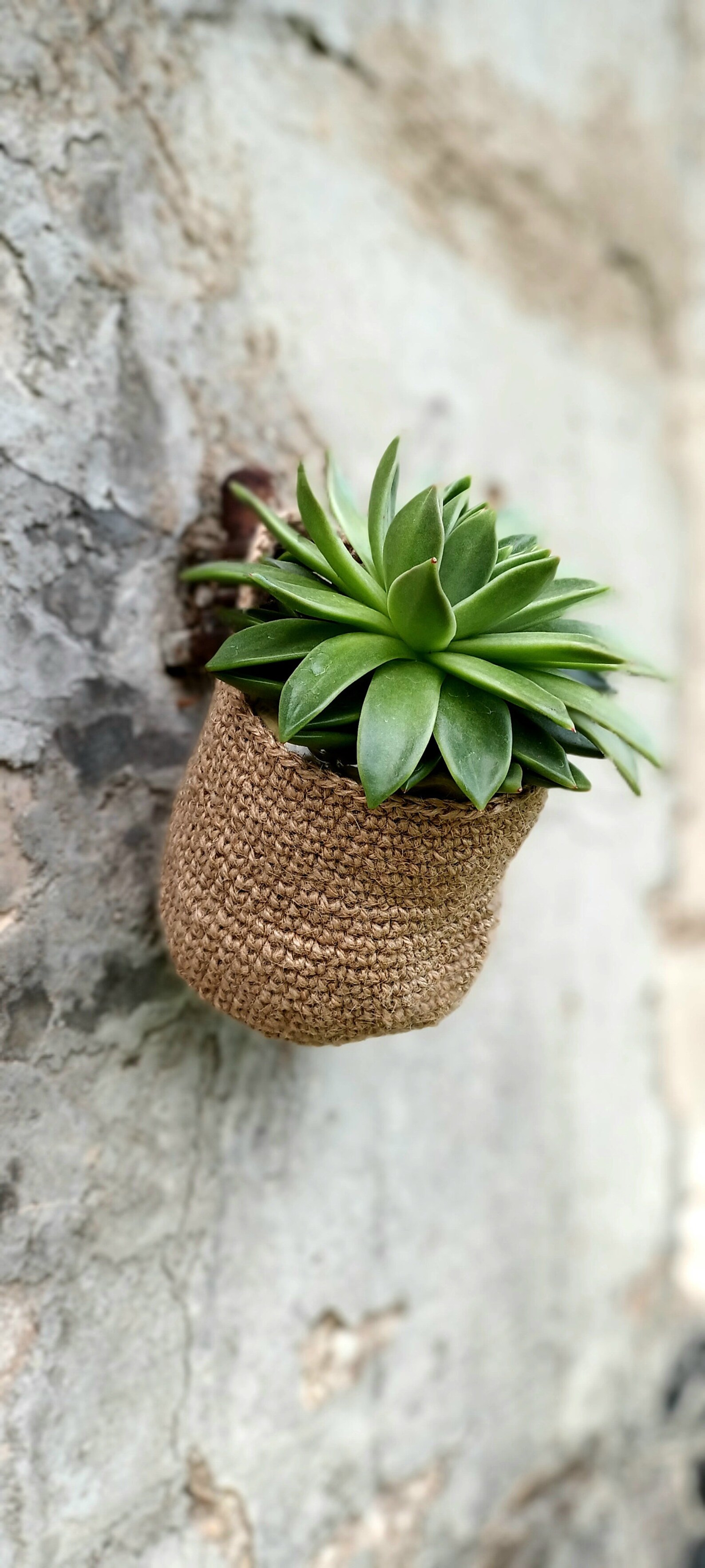 Jute Hanging Basket Crochet Hanging Planter Eco Friendly - Etsy