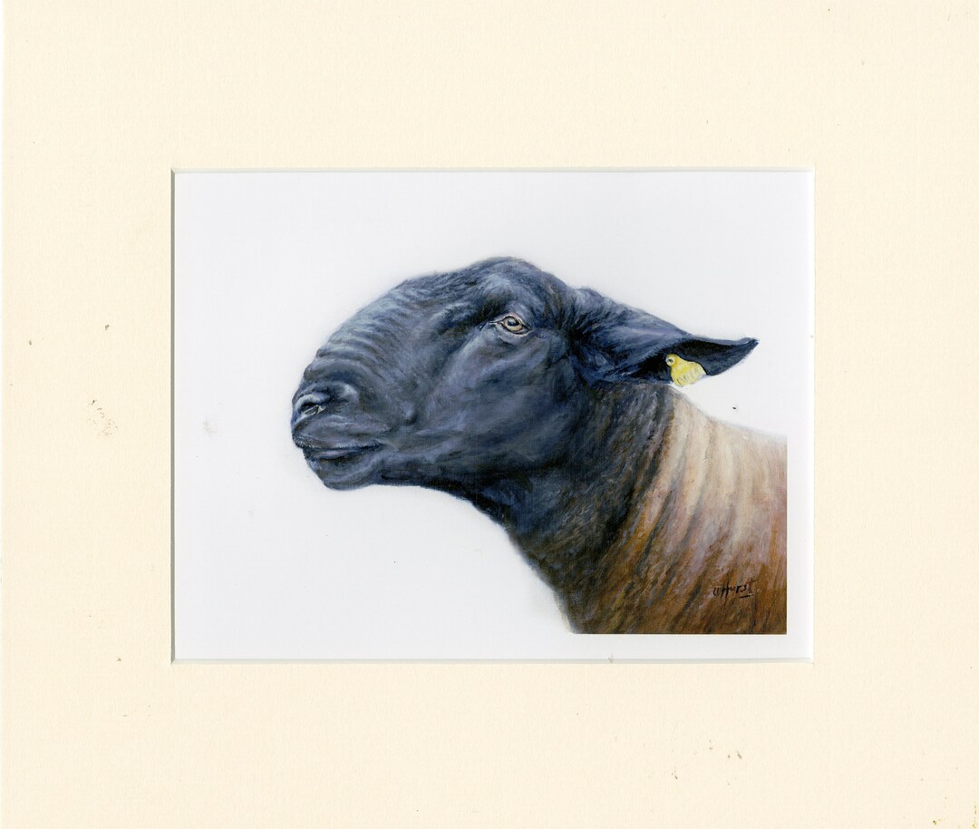 Suffolk Ewe Art Print: Limited Edition Sheep Portrait - Etsy