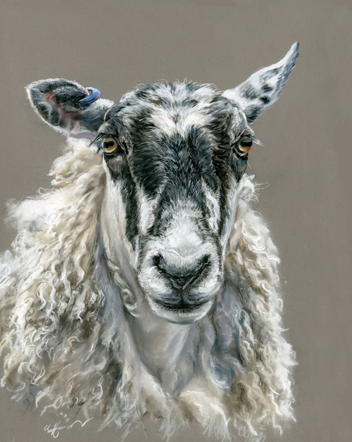 Mule Sheep Print in Mount - Etsy