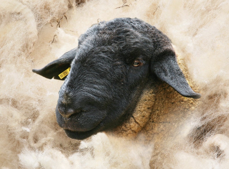 Suffolk Ram Canvas Print - Etsy