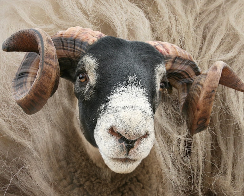 Blackface Ram Canvas Print - Etsy