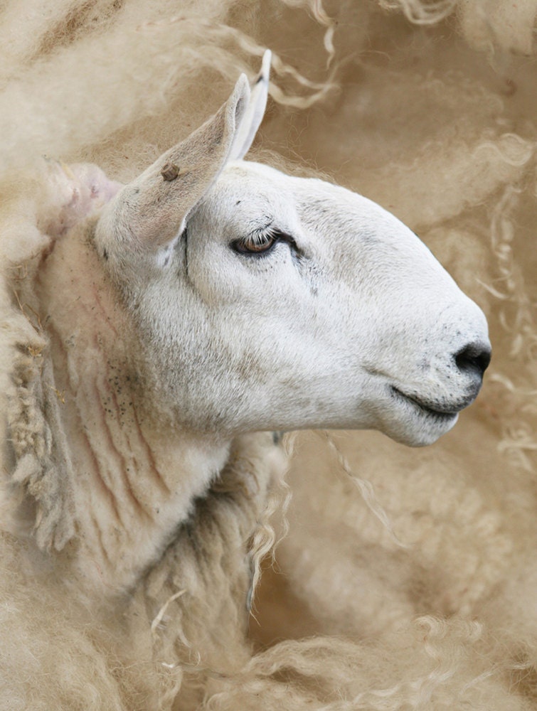 Sheep Picture Photographic Art Canvas Print Cheviot and Wool - Etsy