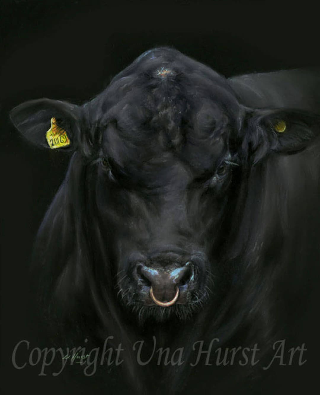 Aberdeen Angus Bull Print Limited Edition - Etsy
