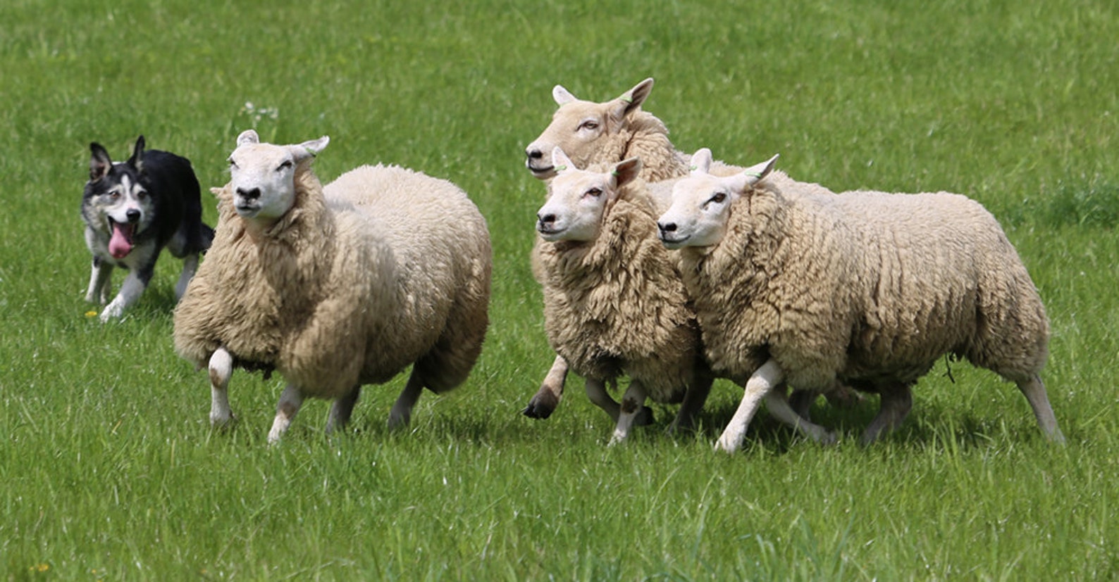 Sheepdog and Sheep Canvas Print, Working Sheepdogs, Gift for Shepherds ...