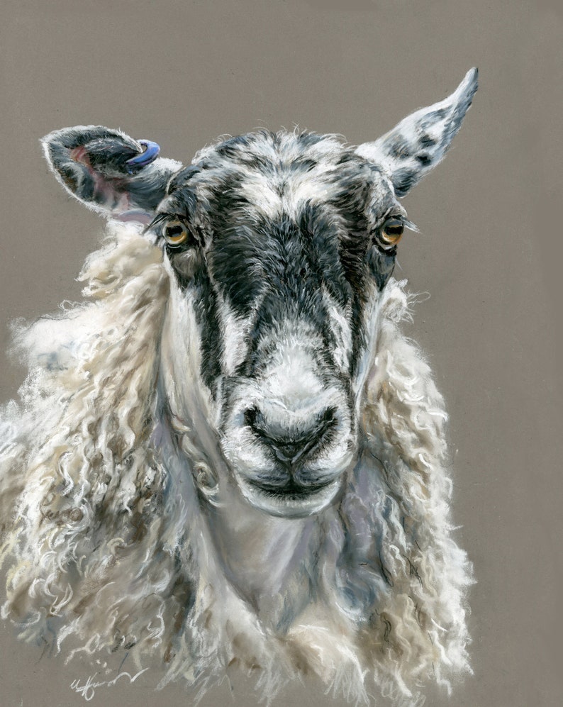 Mule Sheep Art Print Farmer - Etsy