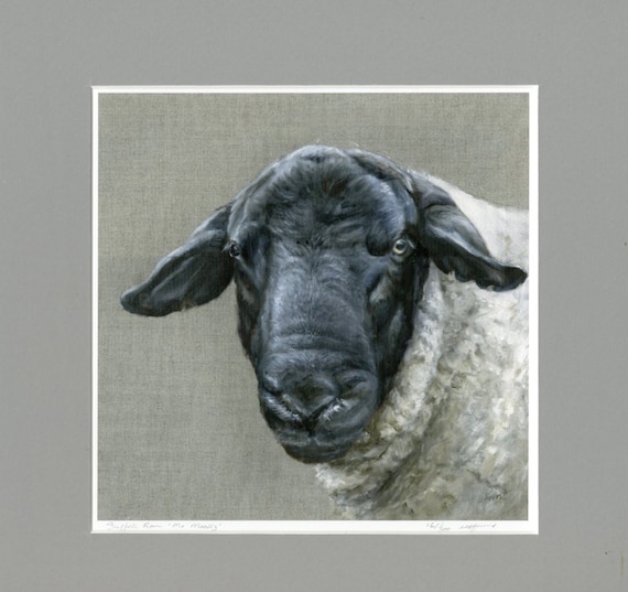 Suffolk Sheep Ram
