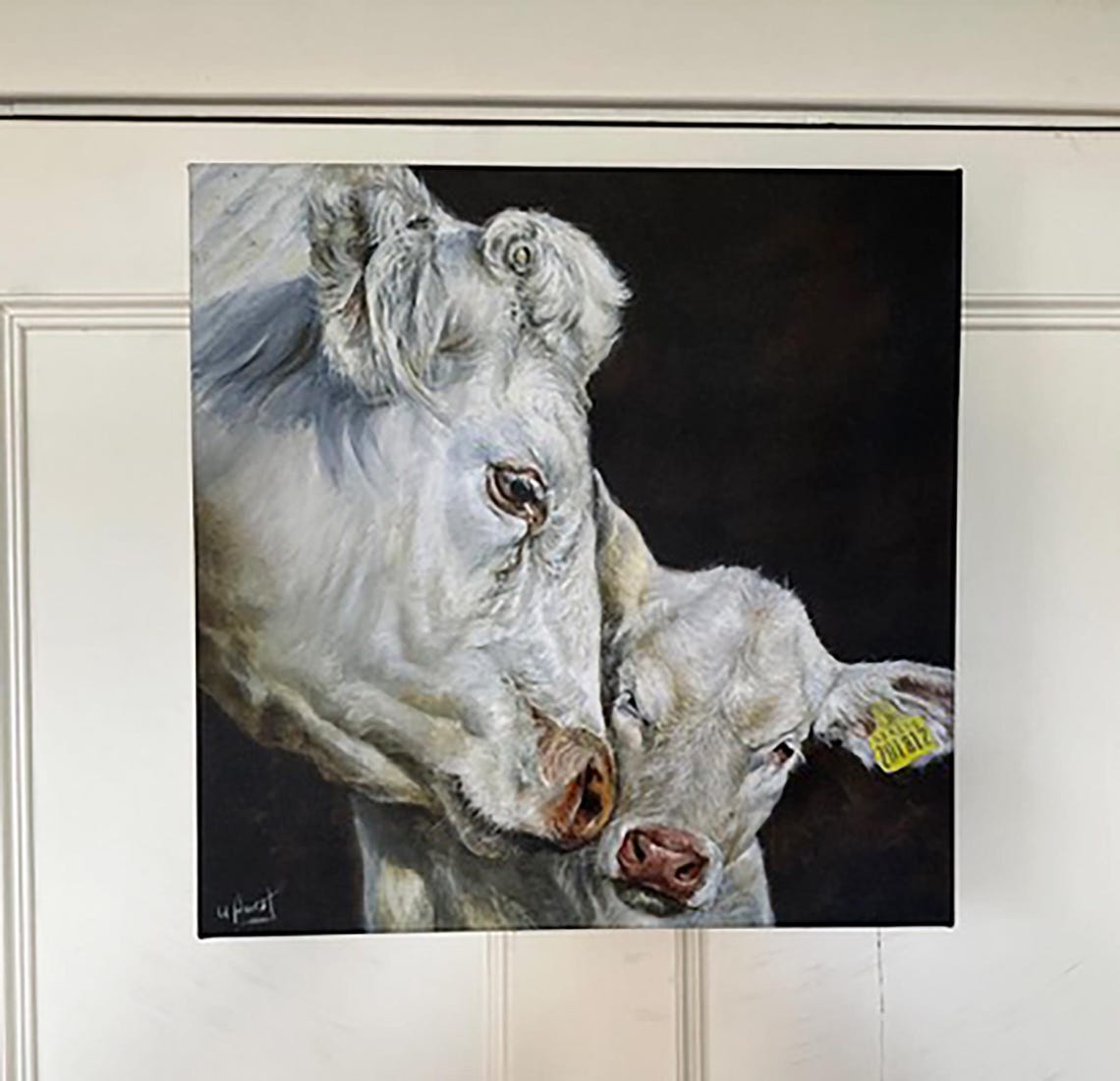Charolais Cow and Calf Canvas Print - Etsy