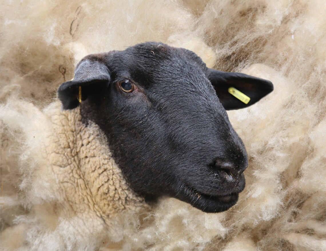 Suffolk Sheep Canvas Print - Etsy