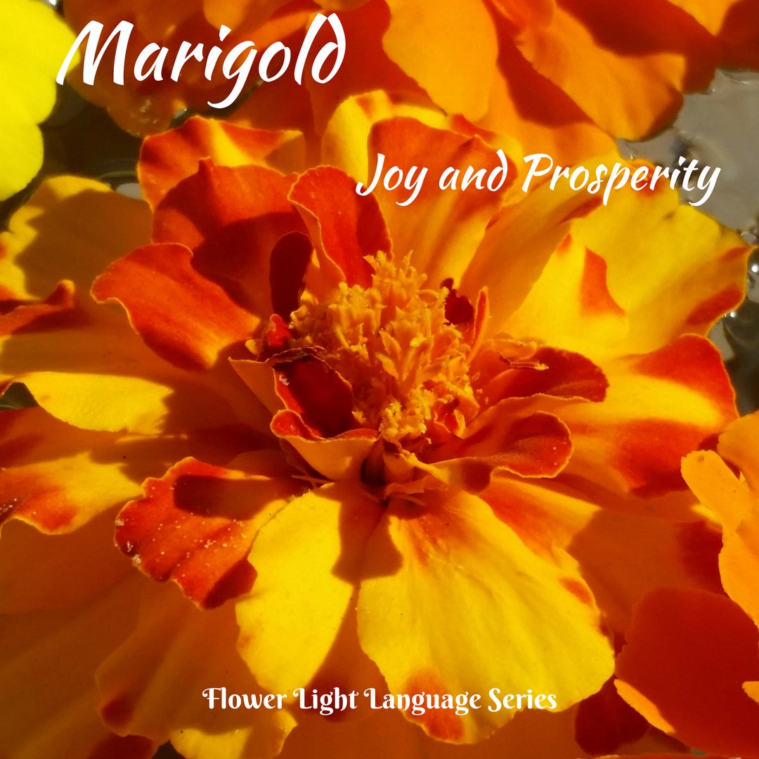 Marigold Joy and Prosperity Flower Light Language - Etsy