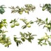 10 Green Apple Tree Branch Overlays, Fruit Branch Photoshop Layer ...