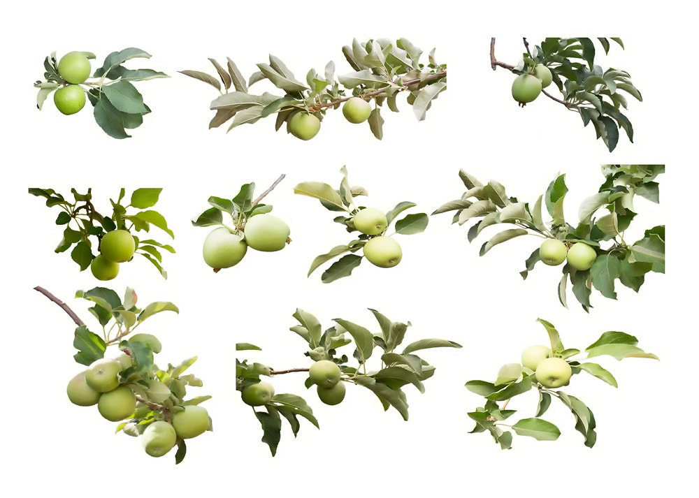 10 Green Apple Tree Branch Overlays, Fruit Branch Photoshop Layer ...