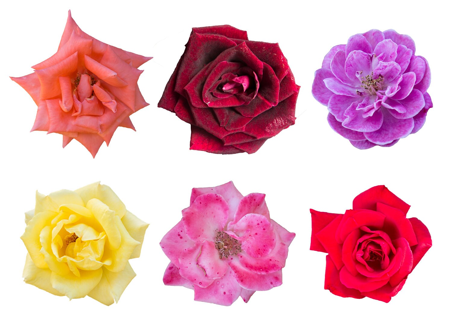 Real Roses Backgrounds