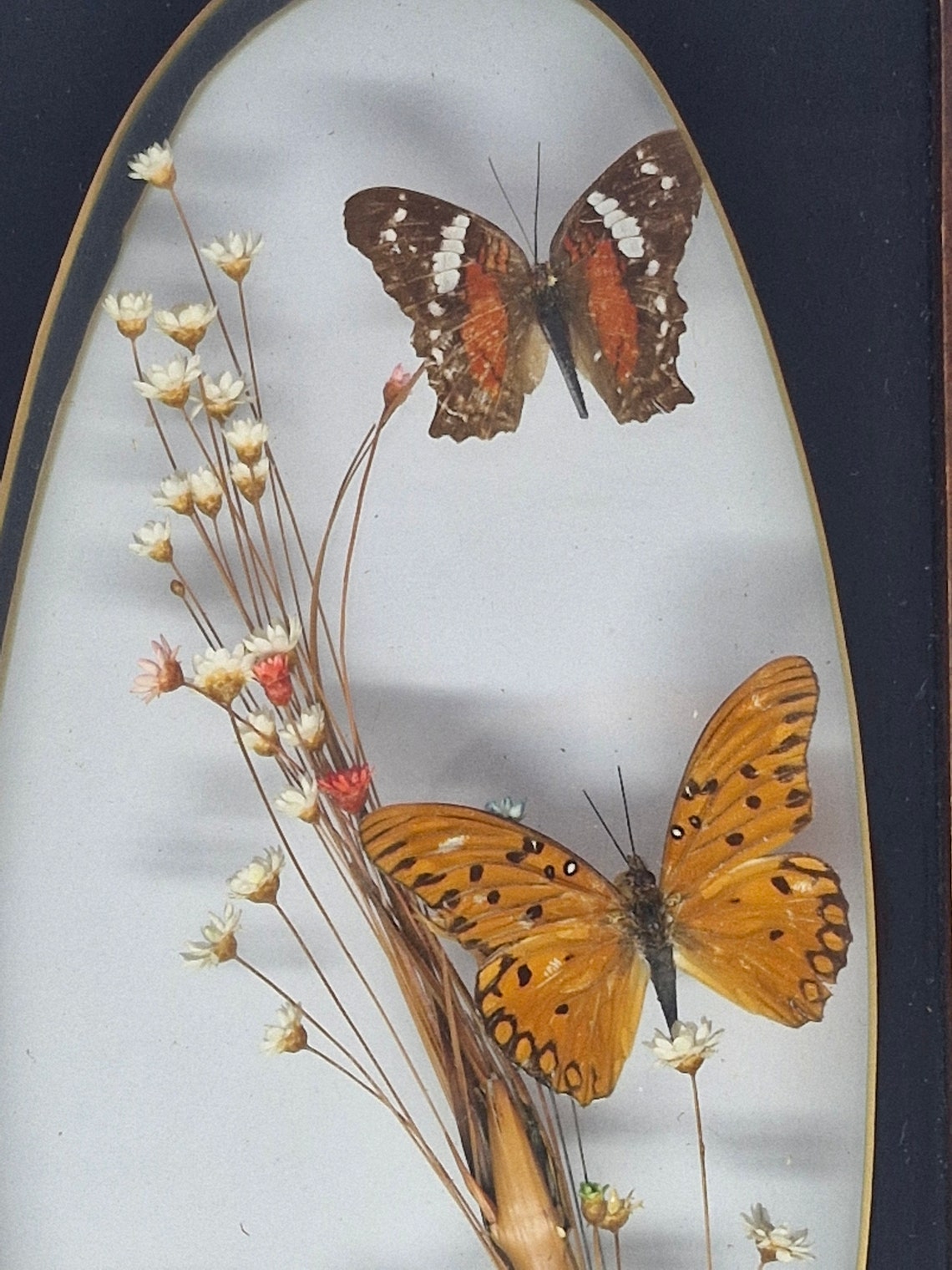 Framed Butterflies and Dried Flowers - Etsy