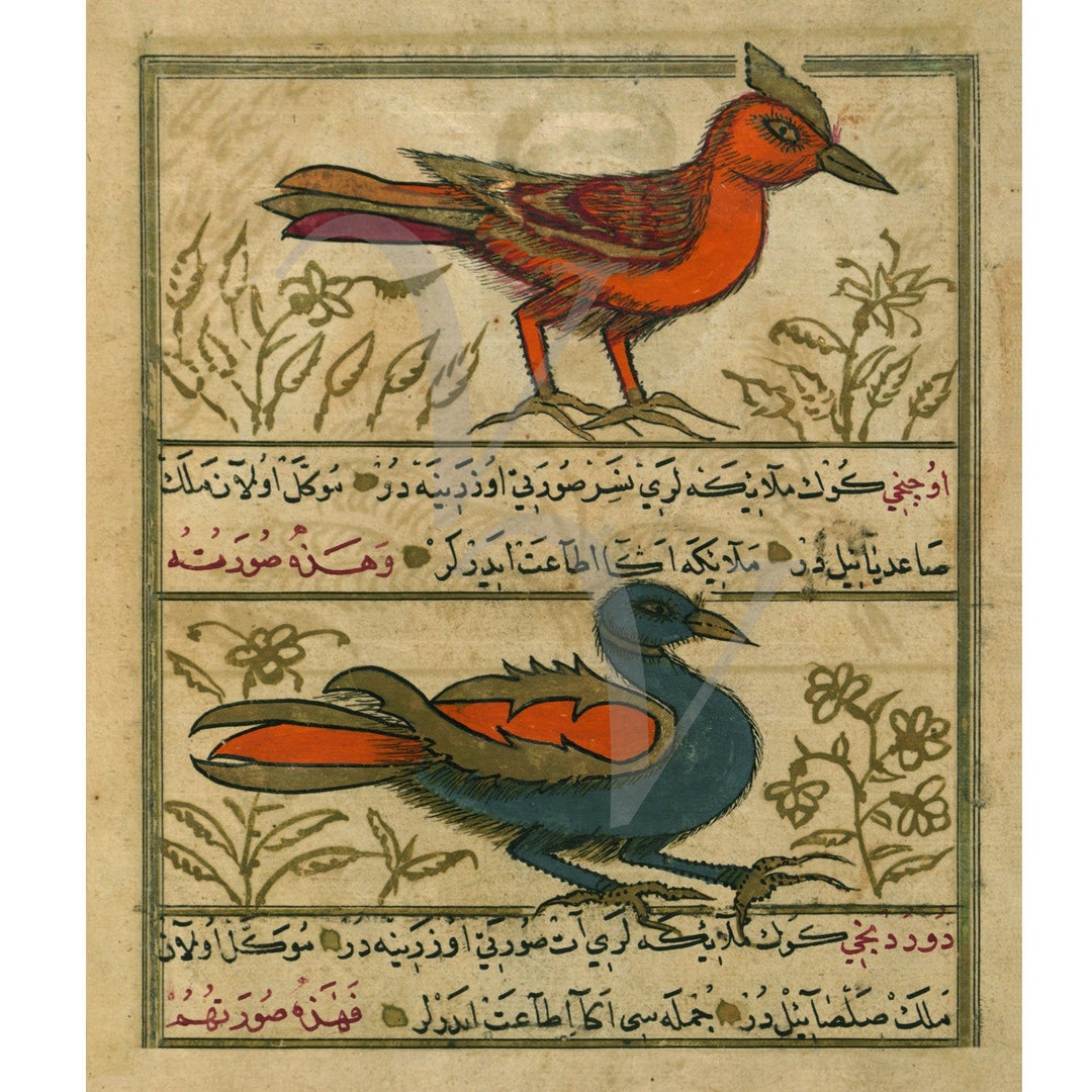 Ottoman Turkish Bird Painting Print, Antique Artwork, Turkey, Bestiary ...