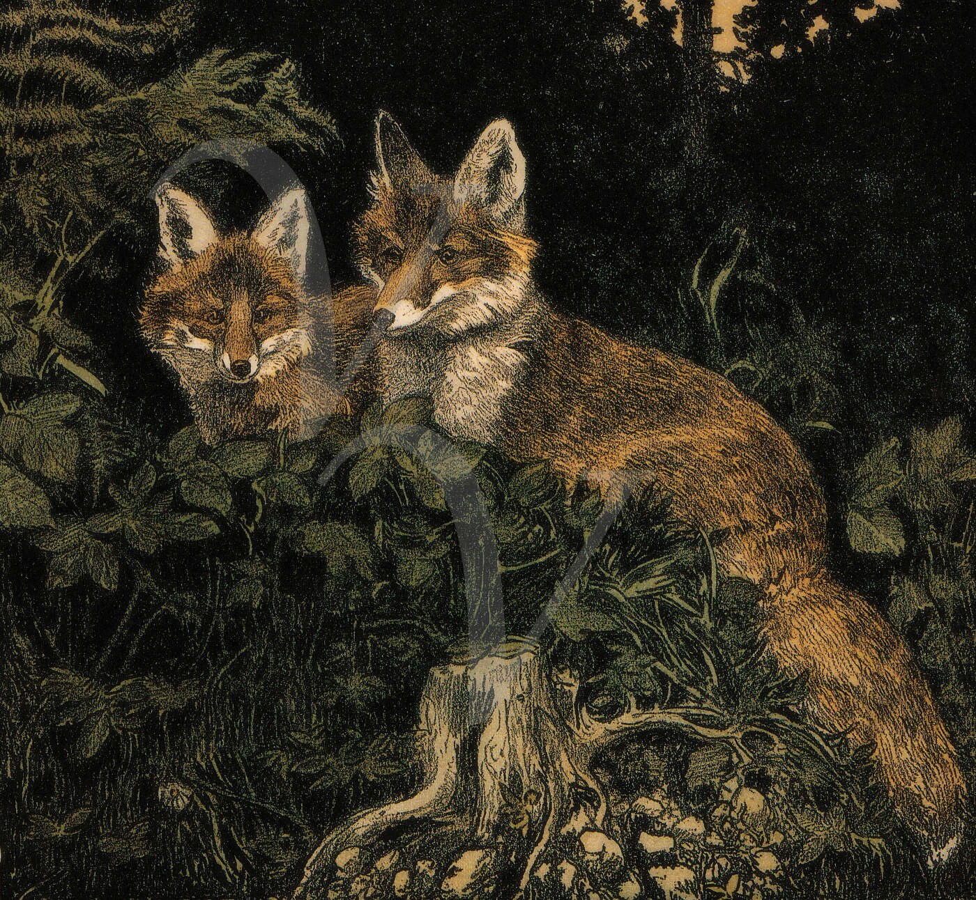 Vintage Fox Art