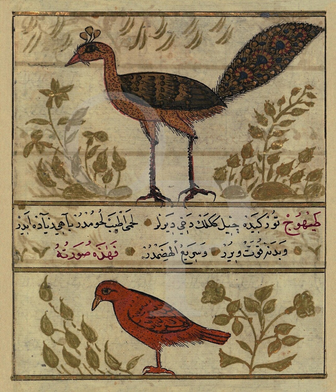 Ottoman Turkish Birds Painting Print, Turkey, Antique Artwork, Peacock ...