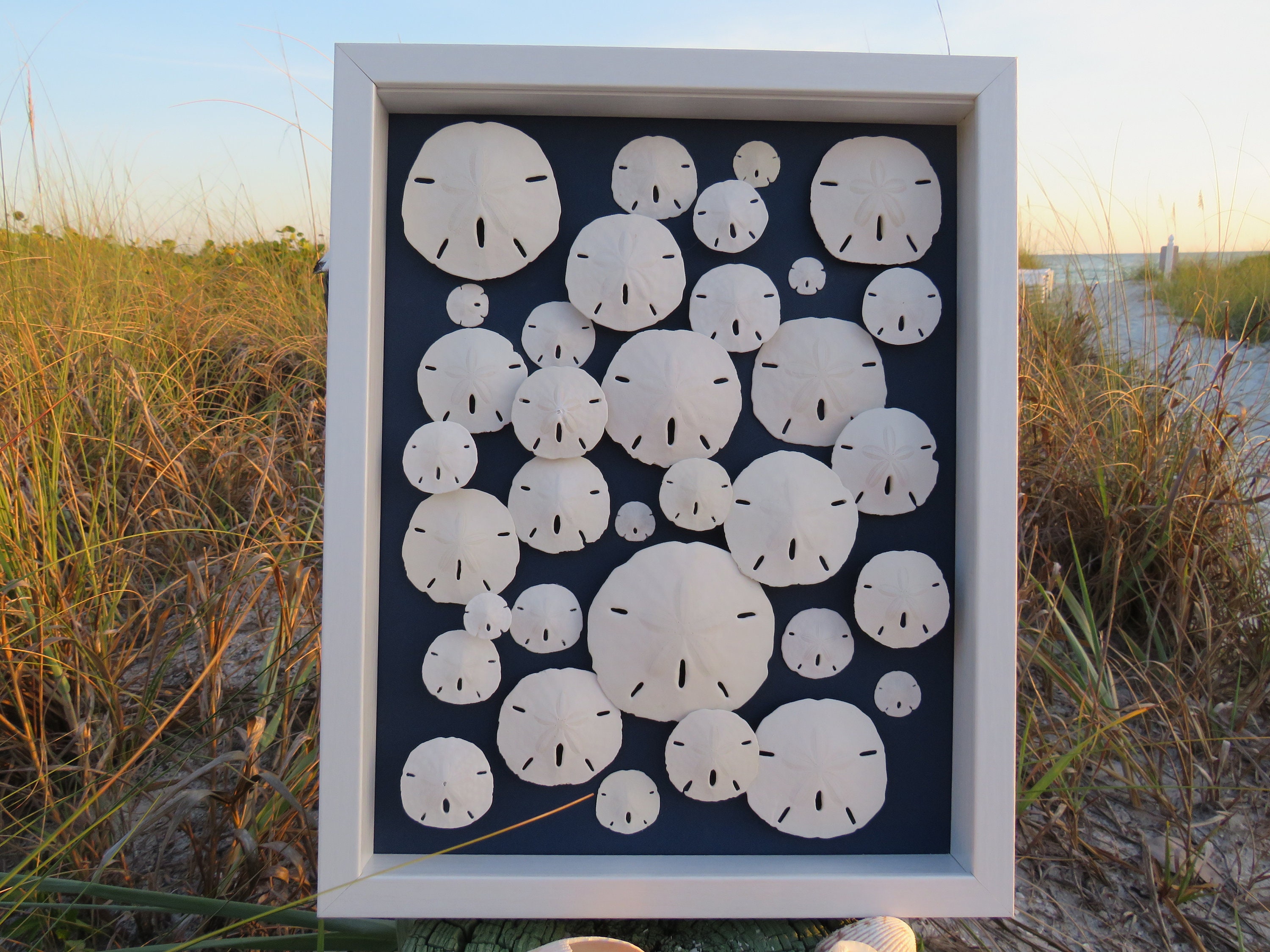 Framed Sand Dollar Shadow Box Wall Art, White Sand Dollars on Blue ...