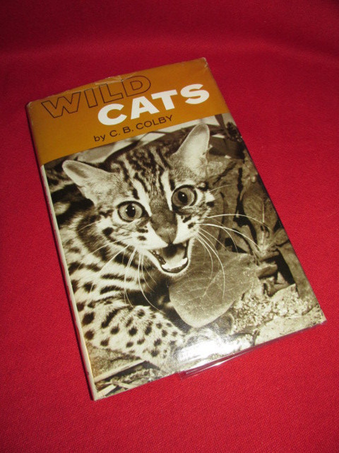 NATURE: "wild Cats" by C.B. Colby - Etsy