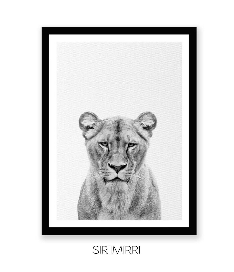 Lioness Print Lion Print Black and White Lion Animal Print - Etsy India
