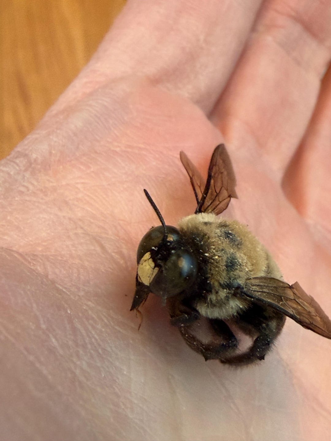4 Dried Carpenter Bee Bug Pinning Resin Jewelry - Etsy