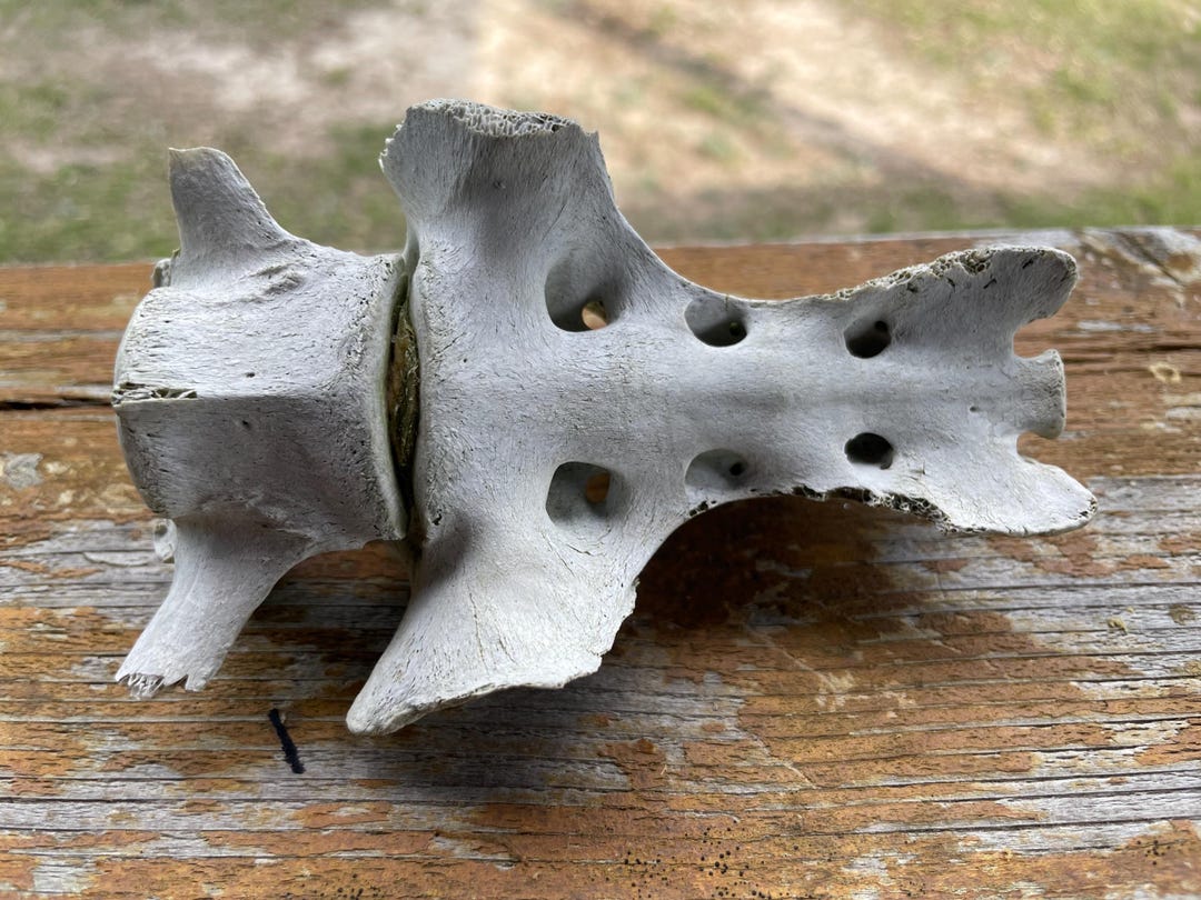 Deer Sacrum Vertebrae Natural Bones - Etsy