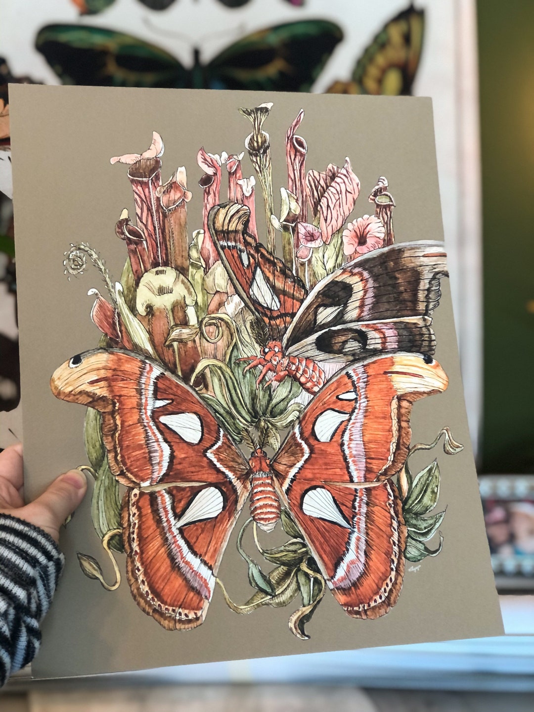 Atlas Atticus Moth Print, Moth Art, Moth Picture, Carnivorous Plant ...