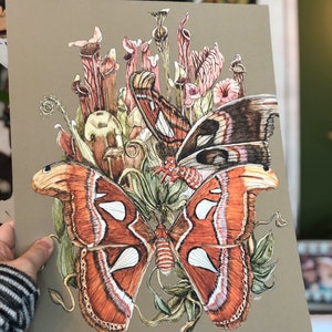 Atlas Atticus Moth Print, Moth Art, Moth Picture, Carnivorous Plant ...