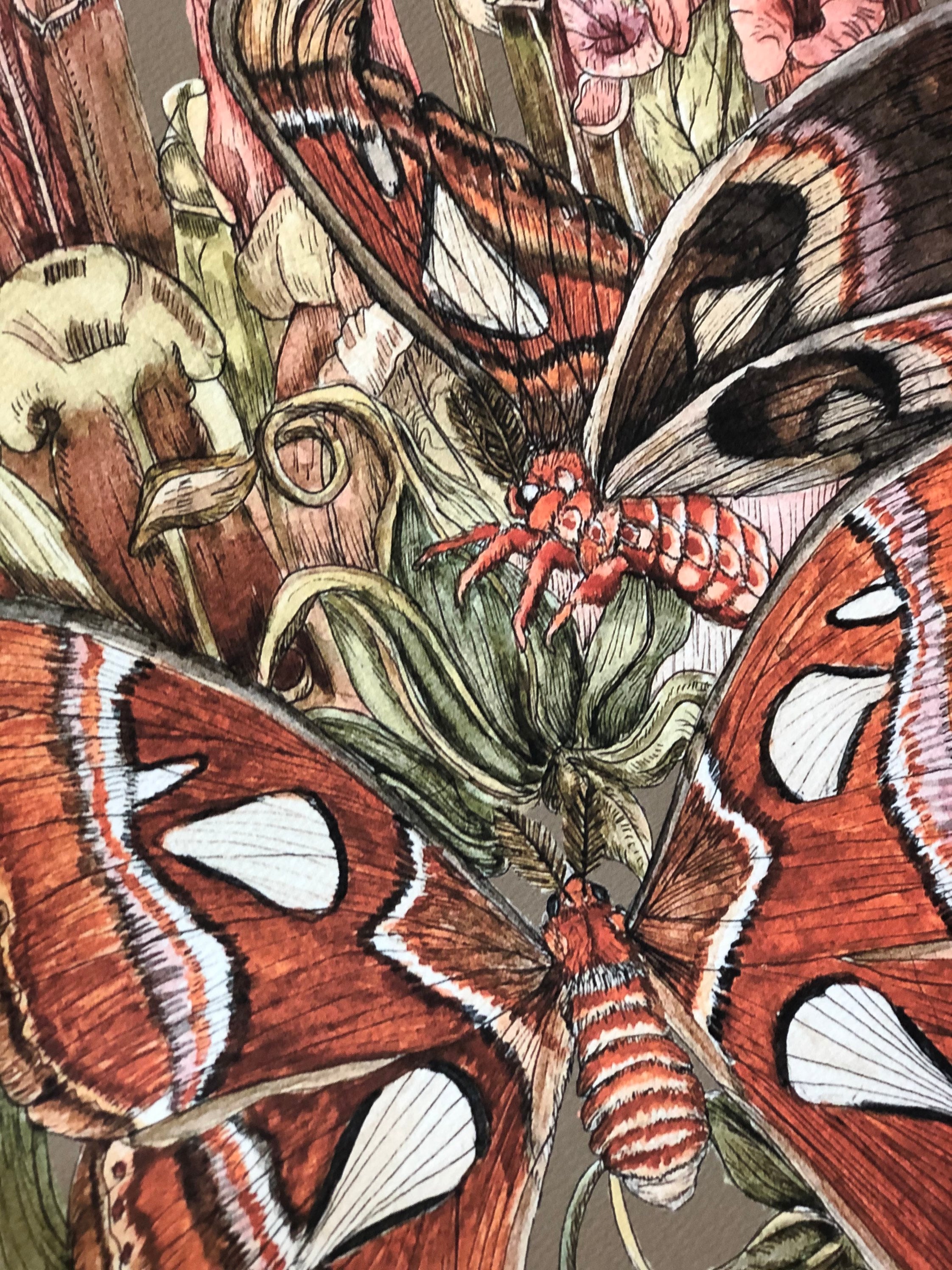 Atlas Atticus Moth Print, Moth Art, Moth Picture, Carnivorous Plant ...
