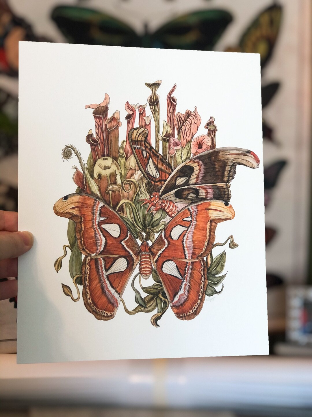 Atlas Atticus Moth Print Moth Art Moth Picture Carnivorous - Etsy