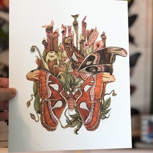 Atlas Atticus Moth Print, Moth Art, Moth Picture, Carnivorous Plant ...