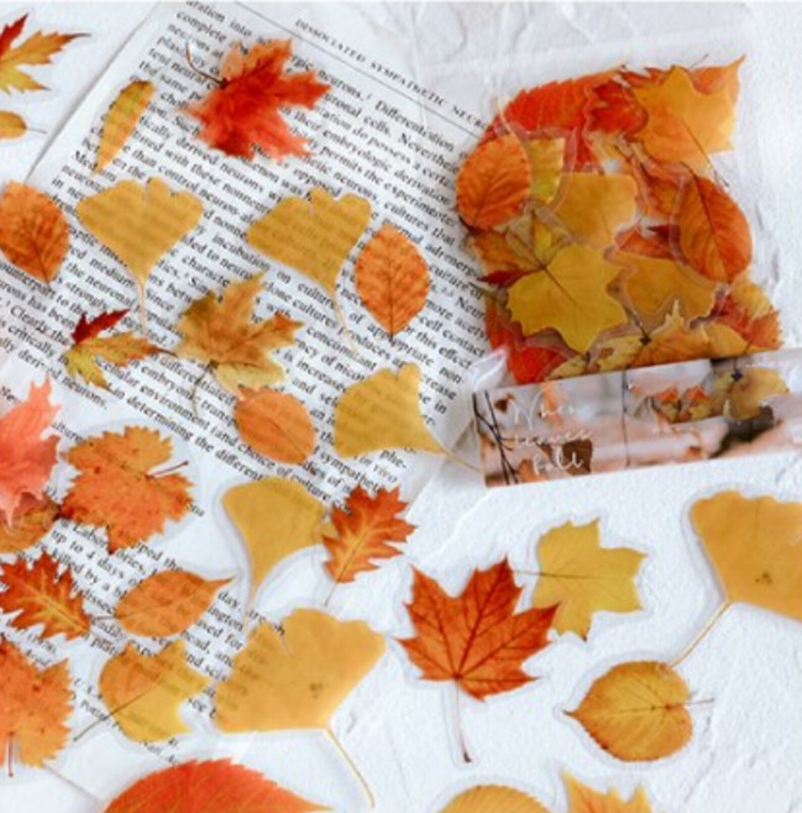 40 Pcs Autumn Leaf Clear Sticker Autumn Fall Clear Sticker - Etsy