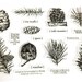 Pinecone Stamp, Hazelnut Clear Transparent Stamp, Botanicals Rubber ...