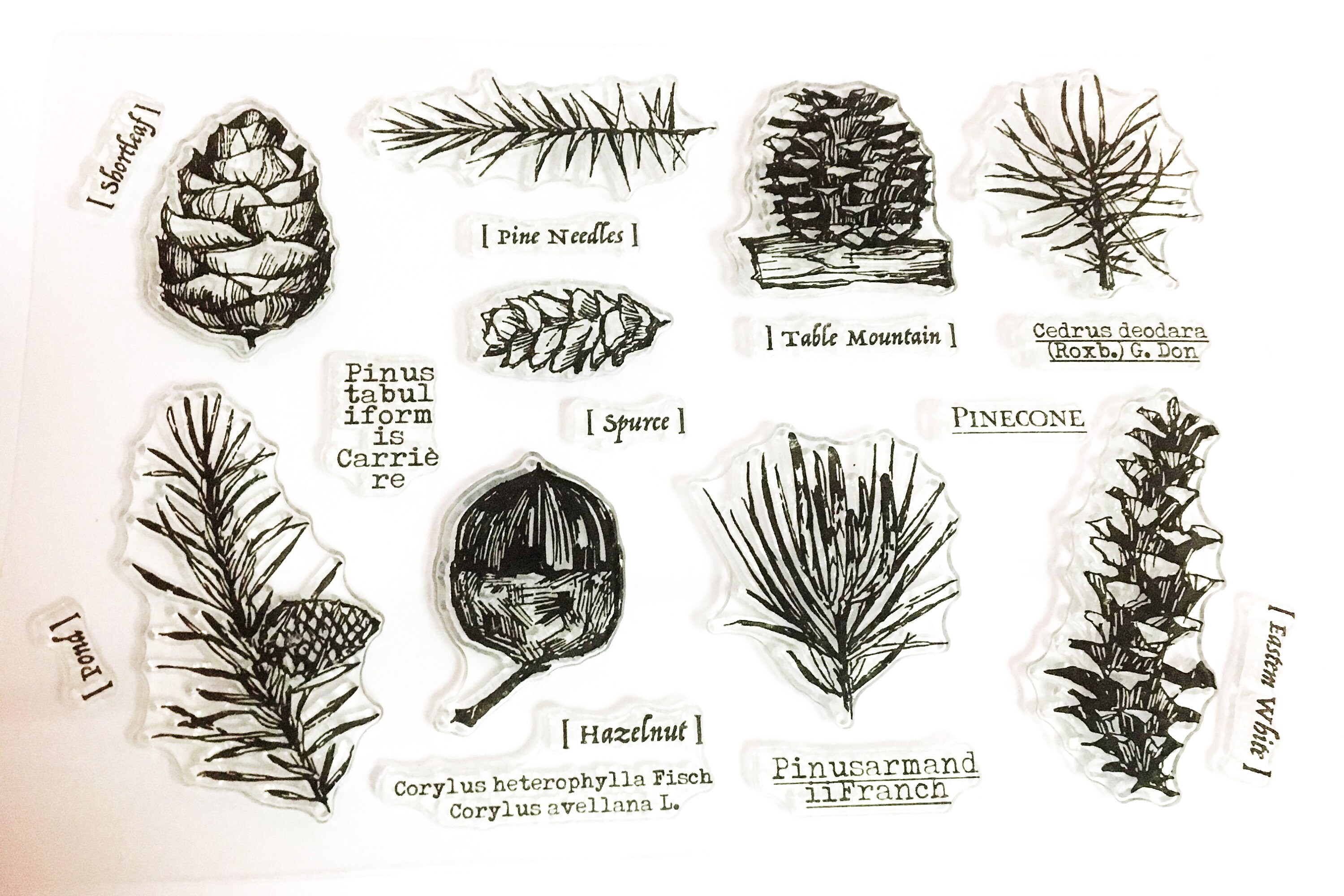 Pinecone Stamp Hazelnut Clear Transparent Stamp Botanicals - Etsy