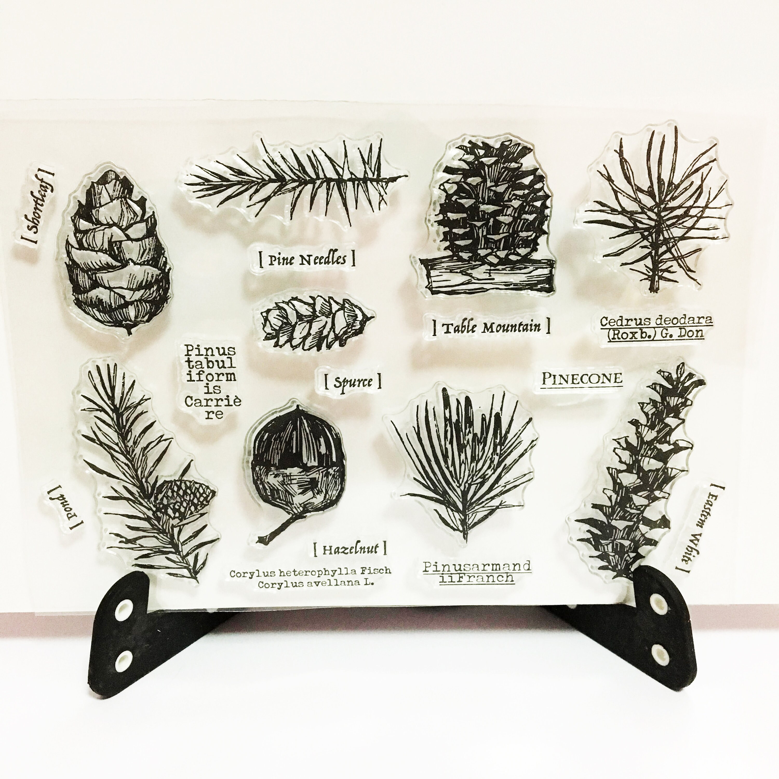 Pinecone Stamp Hazelnut Clear Transparent Stamp Botanicals - Etsy