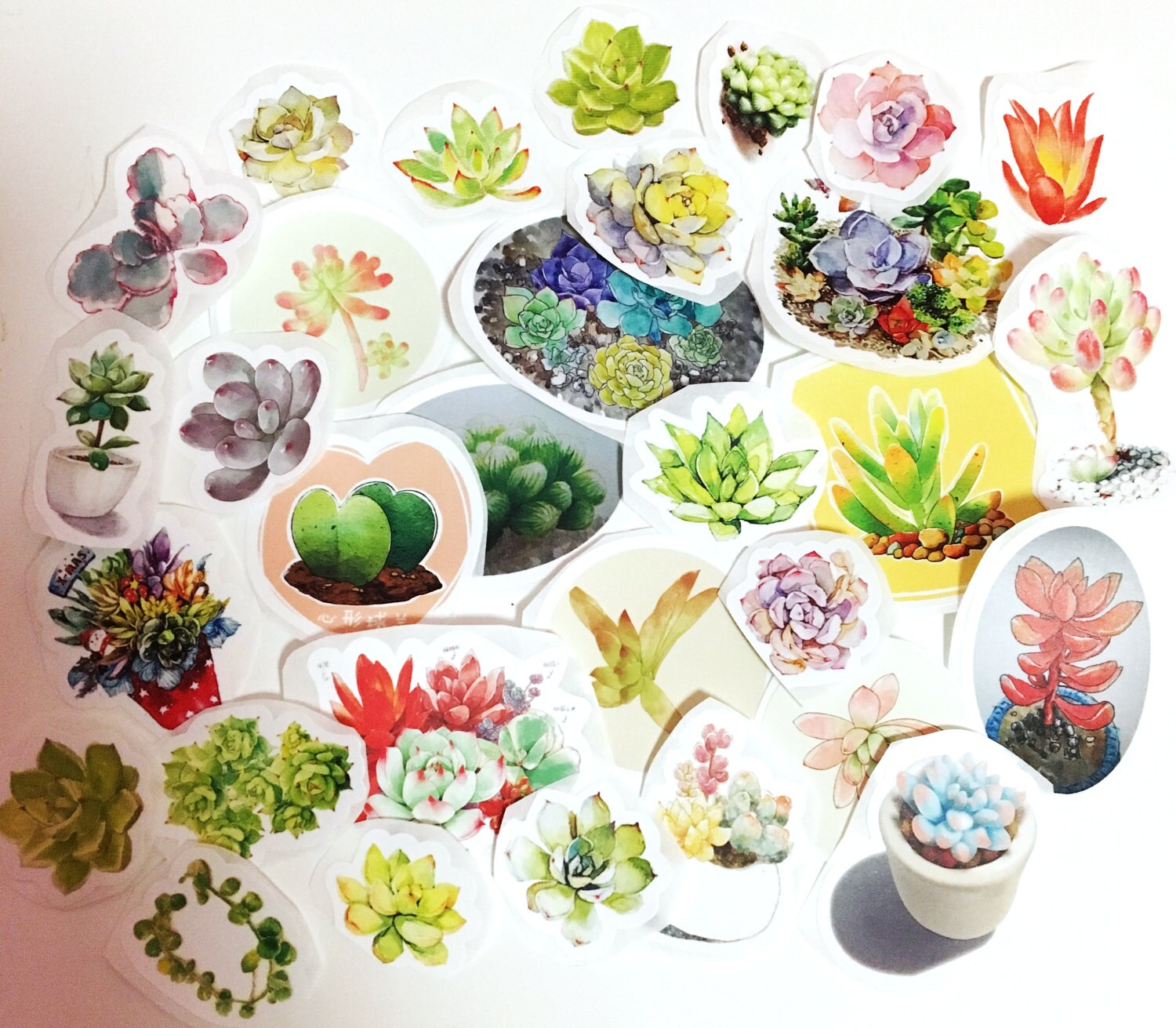 31 Pcs Cactus Label Sticker Desert Sticker Flakes Succulents | Etsy