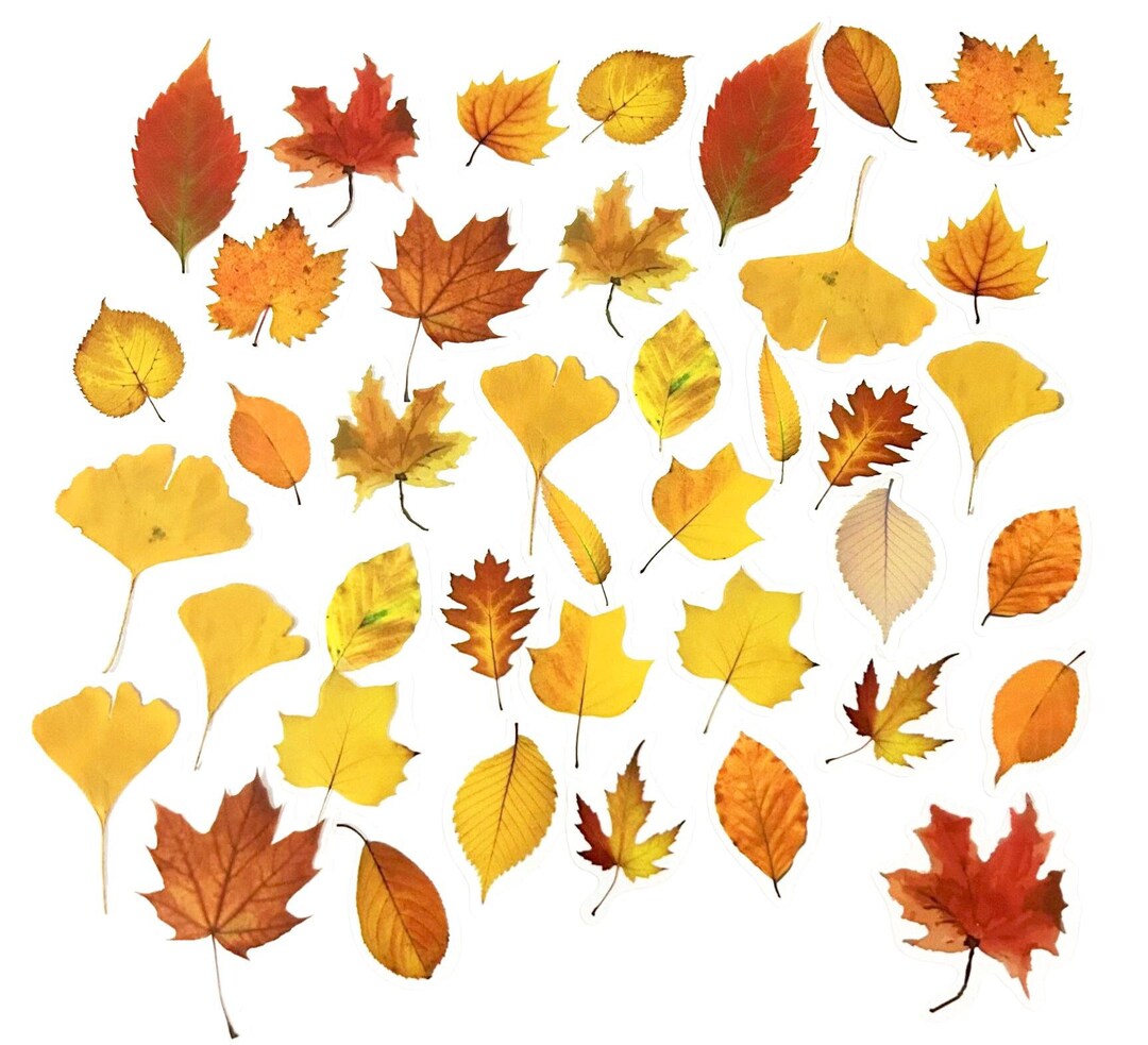 40 Pcs Autumn Leaf Clear Sticker, Autumn Fall Clear Sticker, Journal ...