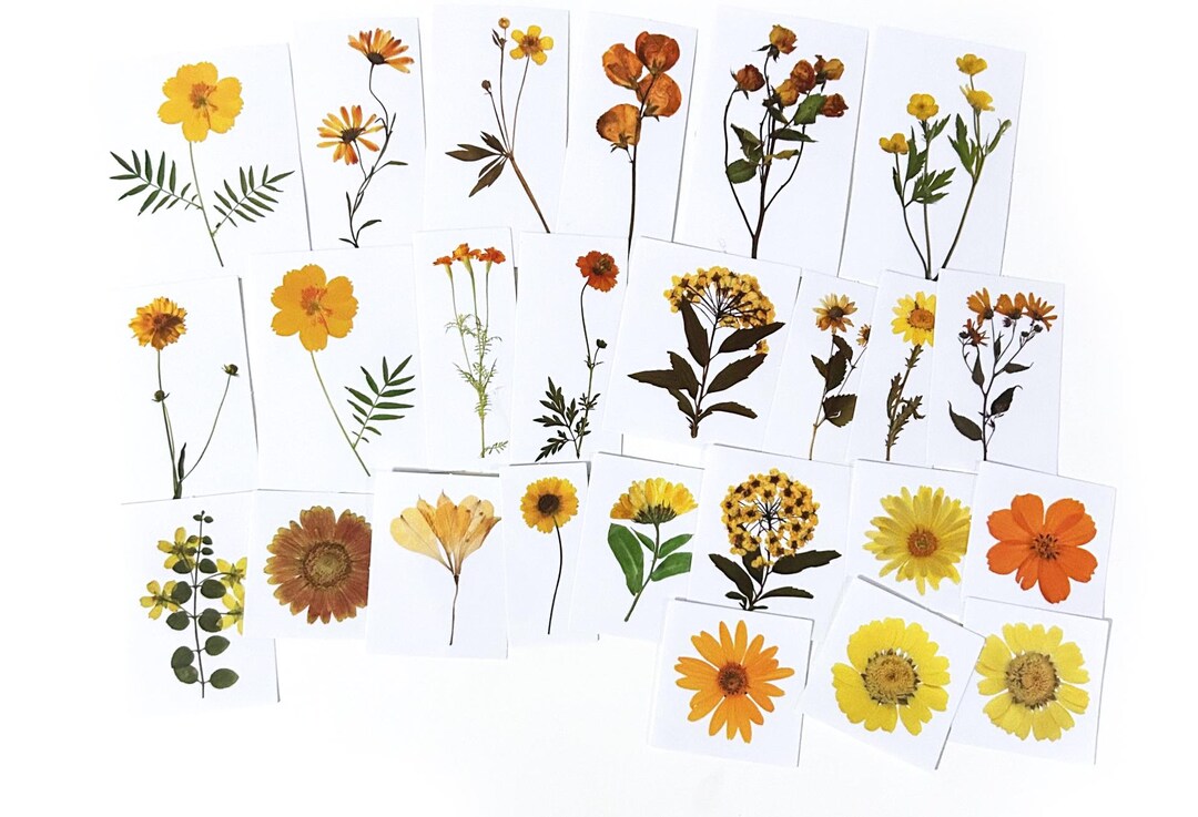 25 Pcs Pressed Yellow Flowers Clear Sticker, Floral PVC Sticker ...