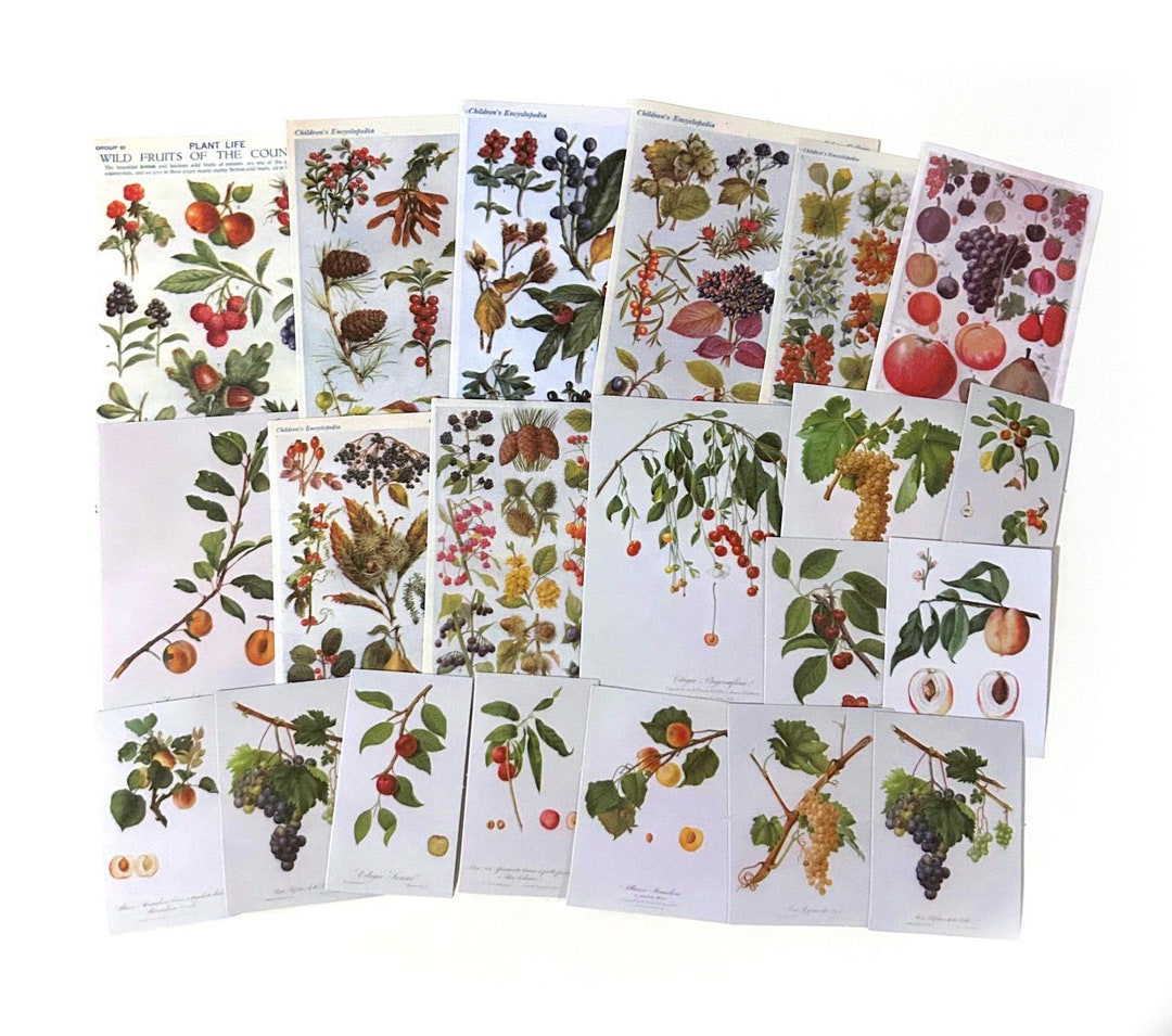 60 Pcs Retro Fruits Washi Sticker, Junk Journal Kit, Journal, Ephemera ...