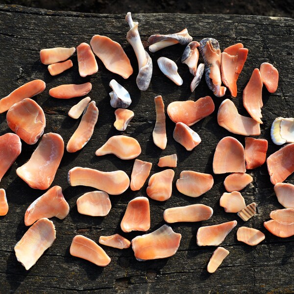 Orange Seashells - Etsy